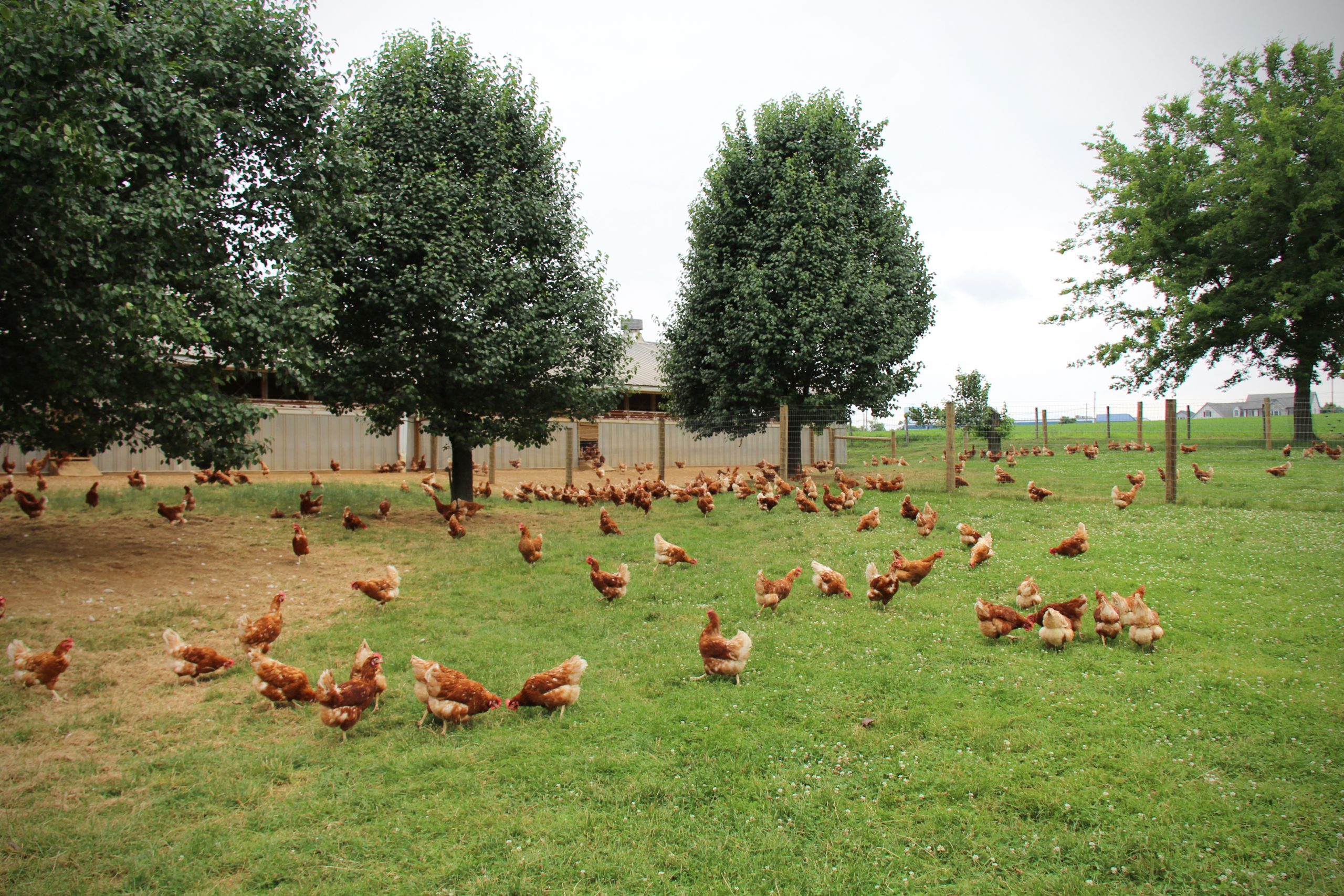 OUR FARMS - Nature's Yoke - Free-Range Eggs